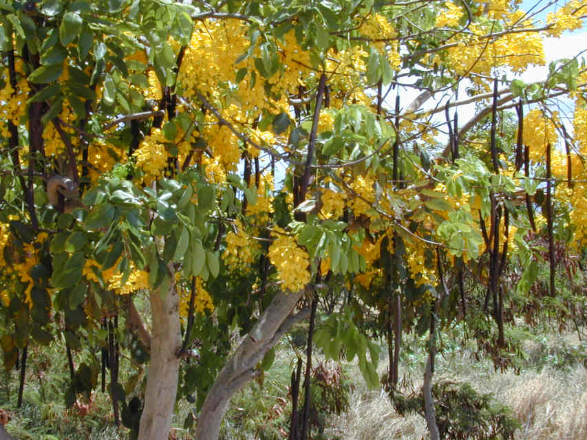 Characteristics of the Medicinal Amaltas Tree - HubPages