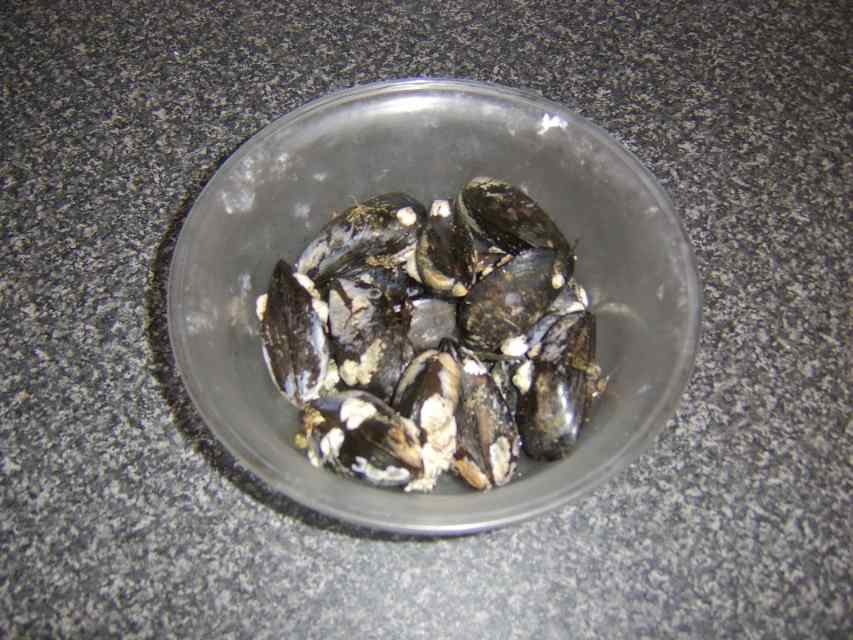 How to Collect, Clean and Cook Fresh Mussels - HubPages