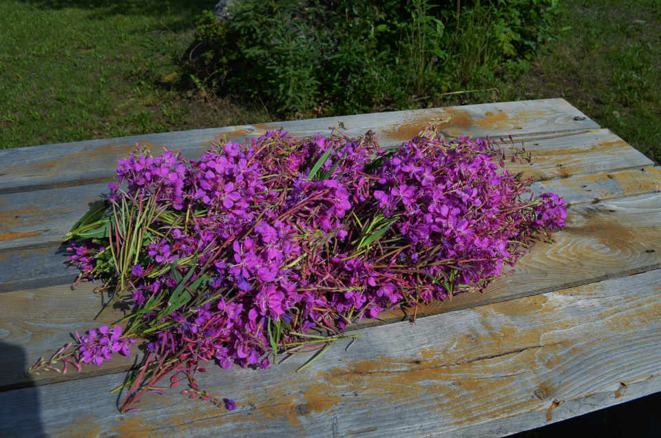 Fireweed Syrup Recipe: How to Make Flower-Infused Syrup - Delishably