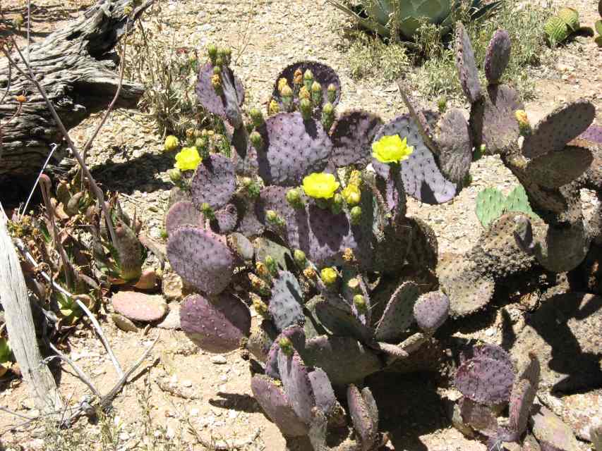 Spring in the Arizona Desert: Cacti in Bloom - Owlcation