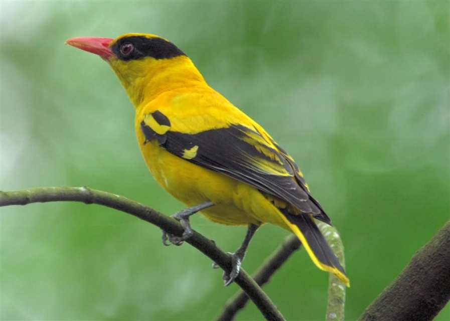 10 Most Colourful Songbirds in the World and Their Songs - Owlcation