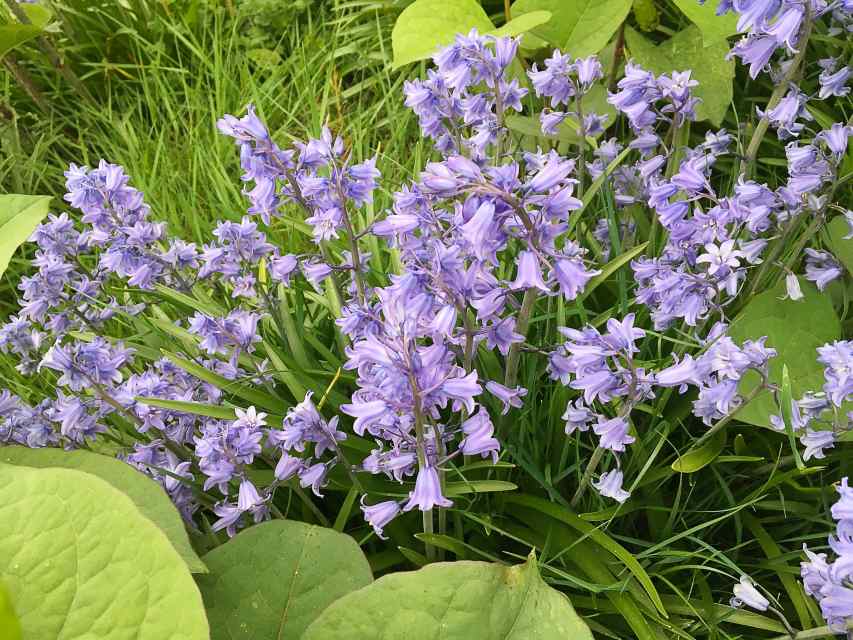 English and Spanish Bluebells: Features, Facts, and Problems - Owlcation