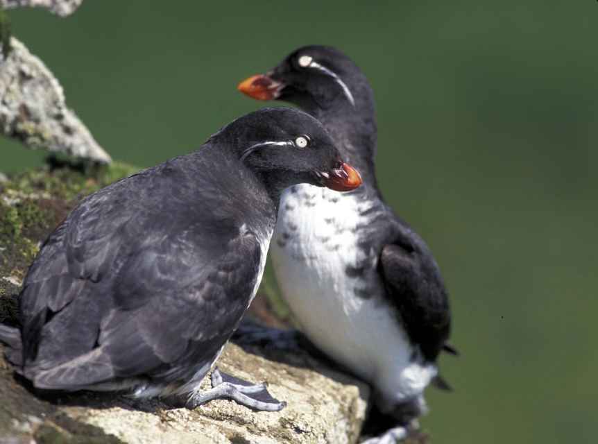20 Awesome Birds You've Never Heard Of - HubPages