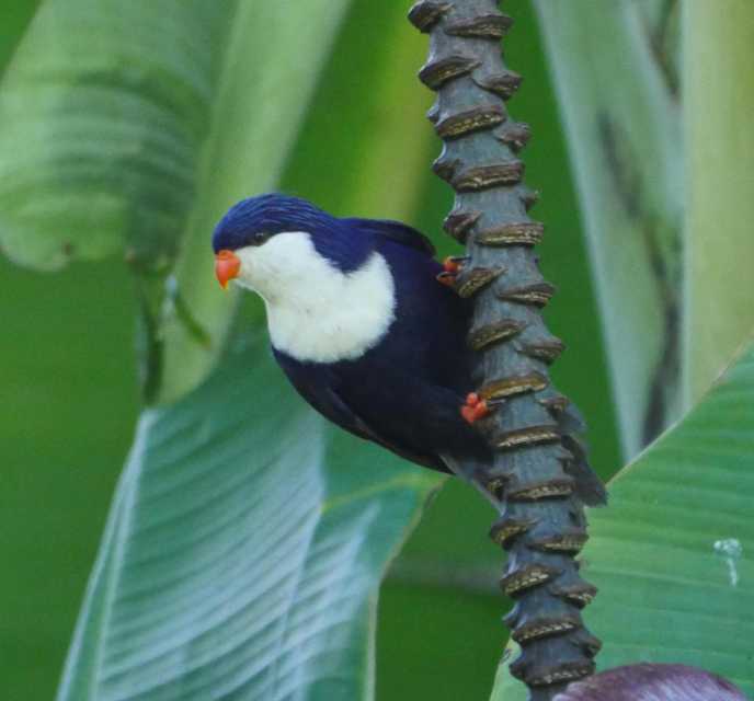 20 Awesome Birds You've Never Heard Of - HubPages