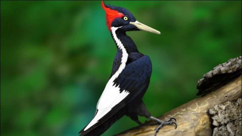 20 Awesome Birds You've Never Heard Of - HubPages