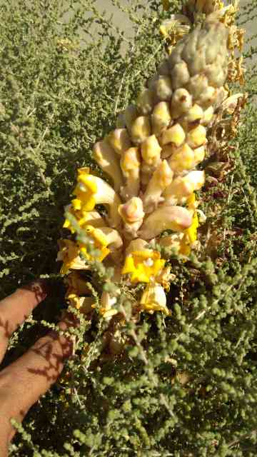 5 Dazzling Desert Flowers of Saudi Arabia - HubPages