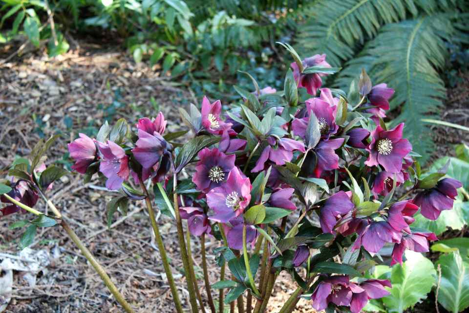 Hellebores: Beautiful Flowers of Late Winter and Spring - Owlcation