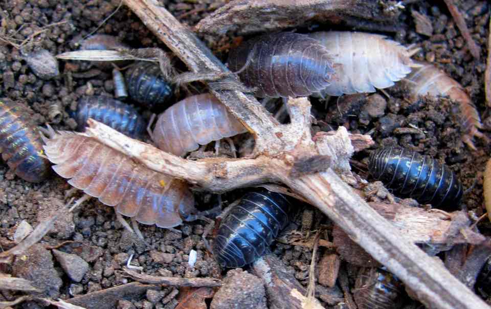 Arthropods: Bugs in Our Homes - Owlcation