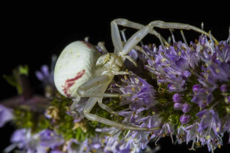 Beautiful Spider Pictures and Fun Facts - Owlcation