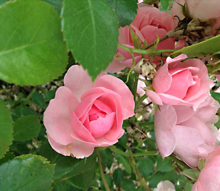 Roses: Plant and Flower Facts, Photos, and Symbolic Meanings - Owlcation