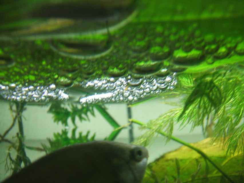 How to Breed Paradise Fish - HubPages
