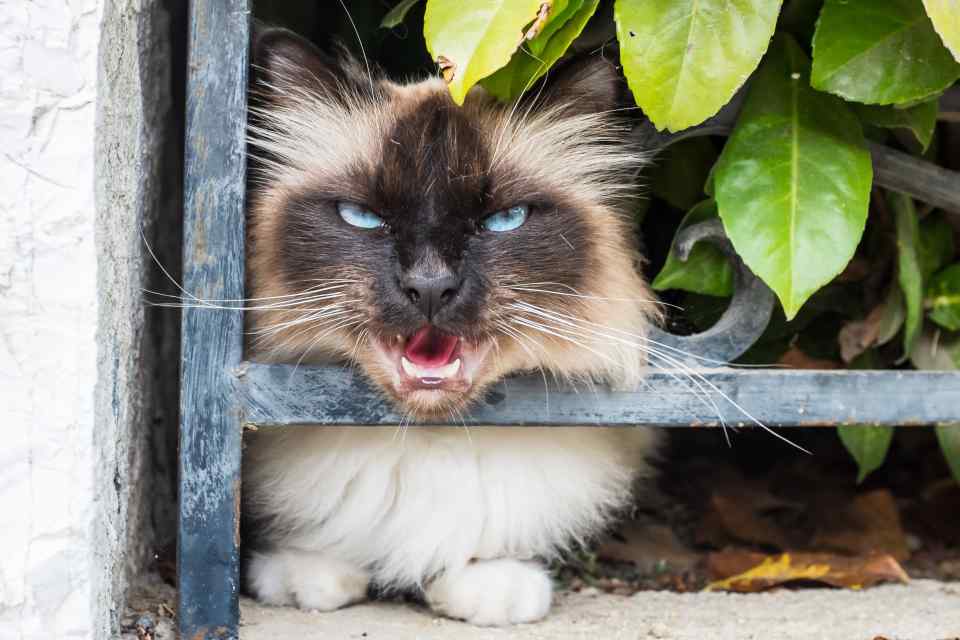 Cat Haters: Famous People in History Who Disliked Cats - HubPages