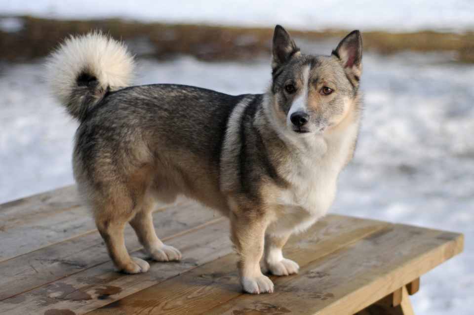 Welsh Corgi Breed Information: What You Really Need to Know - PetHelpful