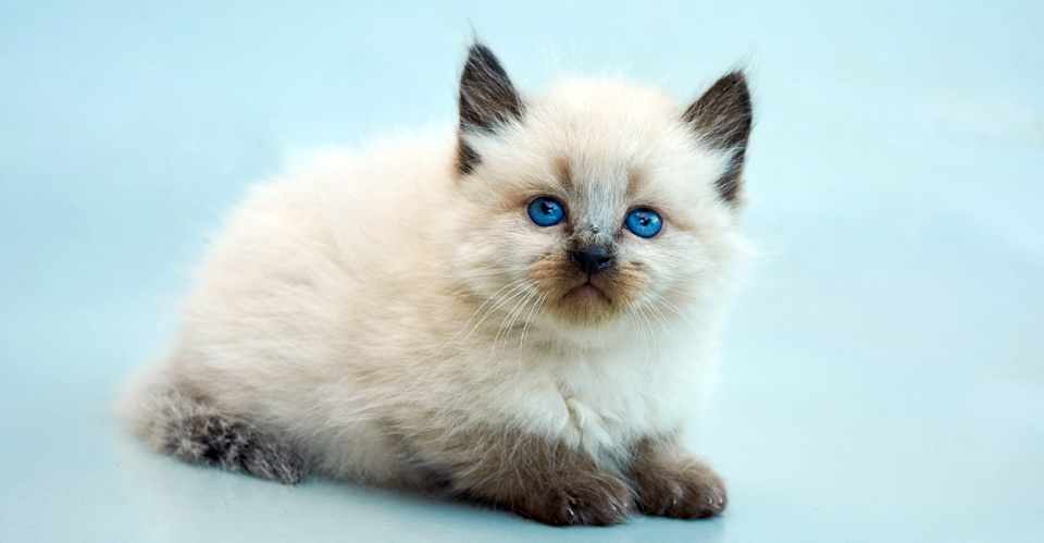 14 Best Hypoallergenic Cat Breeds for People With Allergies - HubPages