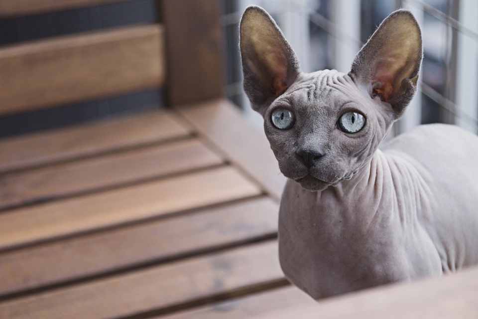 14 Best Hypoallergenic Cat Breeds for People With Allergies - HubPages