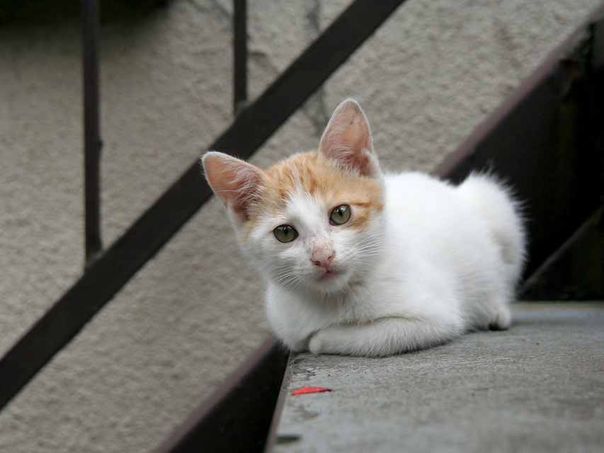 14 Best Hypoallergenic Cat Breeds for People With Allergies - HubPages