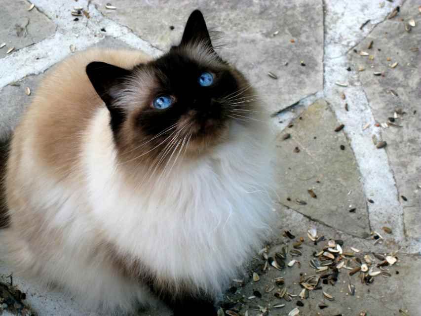 A Beginner's Guide to Ragdoll Cats - HubPages