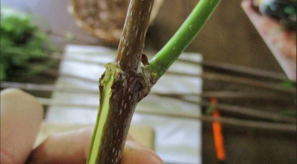 Beautiful Basketry From Maple Suckers: Minnesota Crafting - HubPages