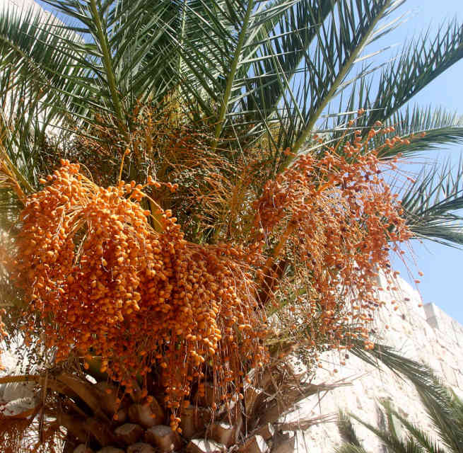 The Health Benefits of Dates or Chhuhara - HubPages