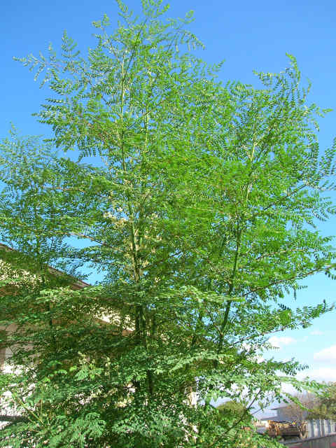The Nutrition and Health Benefits of Sahjan or Moringa - HubPages