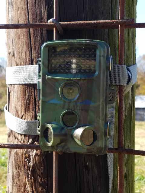 Backyard Wildlife Viewing: A Trail Camera Comparison - HubPages