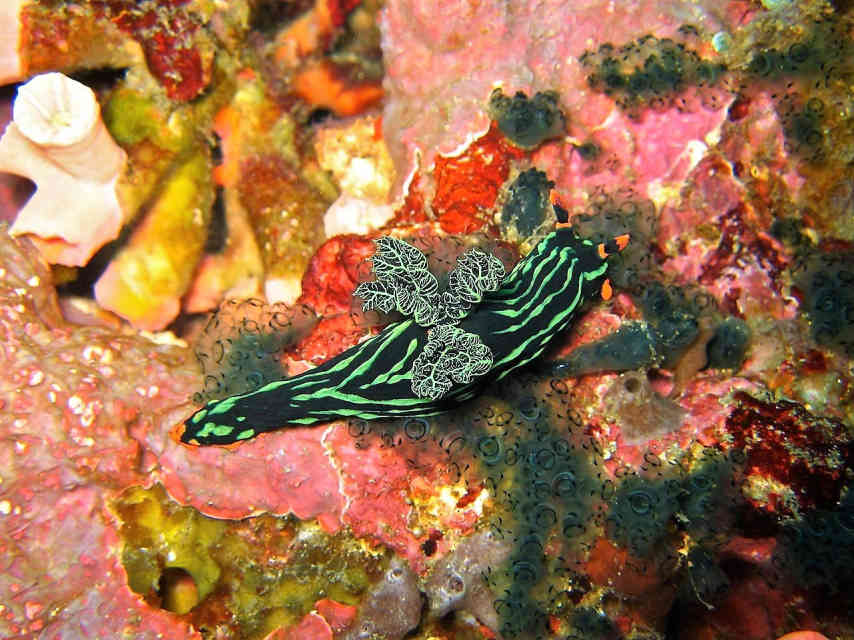 Sea Slug Facts: 12 Beautiful Species - Owlcation