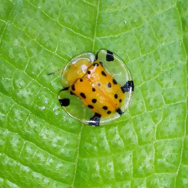 Top 10 Most Beautiful Insects in the World - HubPages