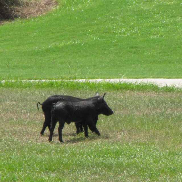 Florida Wildlife on the Golf Course - HubPages