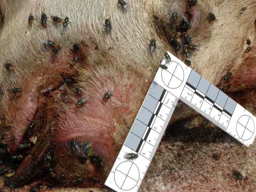 What Is Forensic Entomology? - HubPages