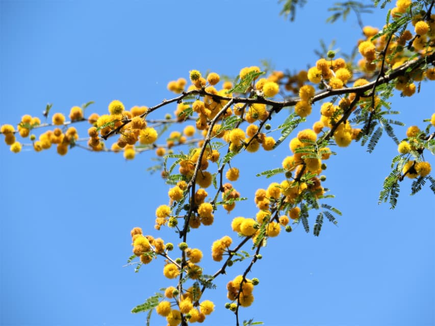Growing Huisache Trees in Southern Landscaping: Beauty and the Beast ...