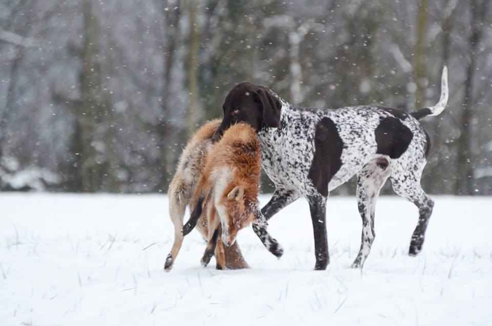 The 10 Best Gun Dogs - HubPages