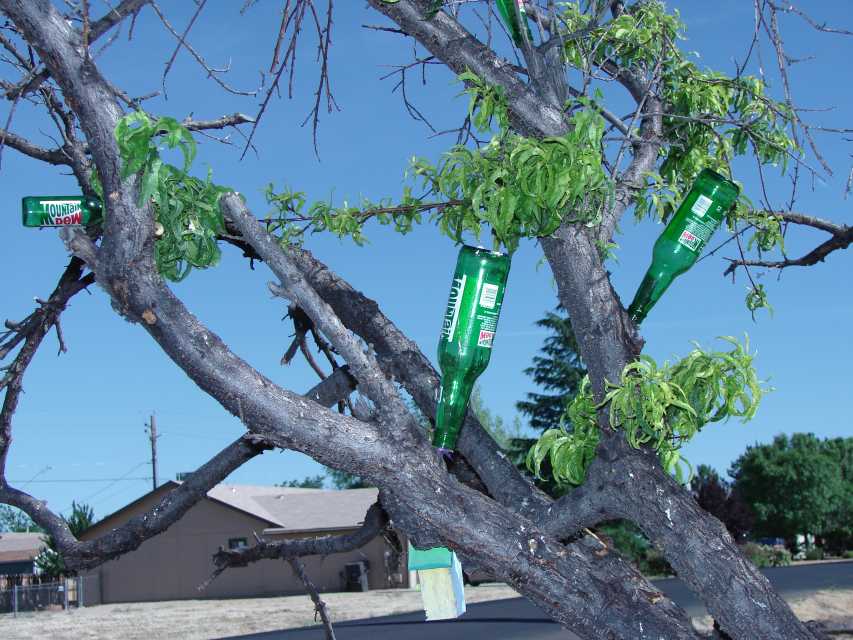 Bottle Trees: Southern Spirit Catchers with African Roots - HubPages