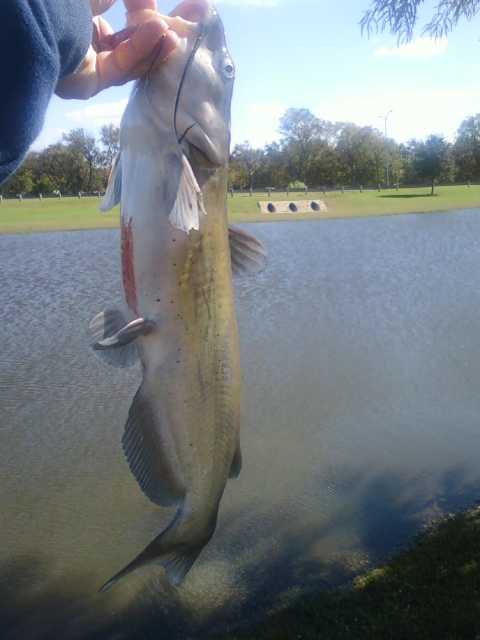 Fishing With Bread - HubPages