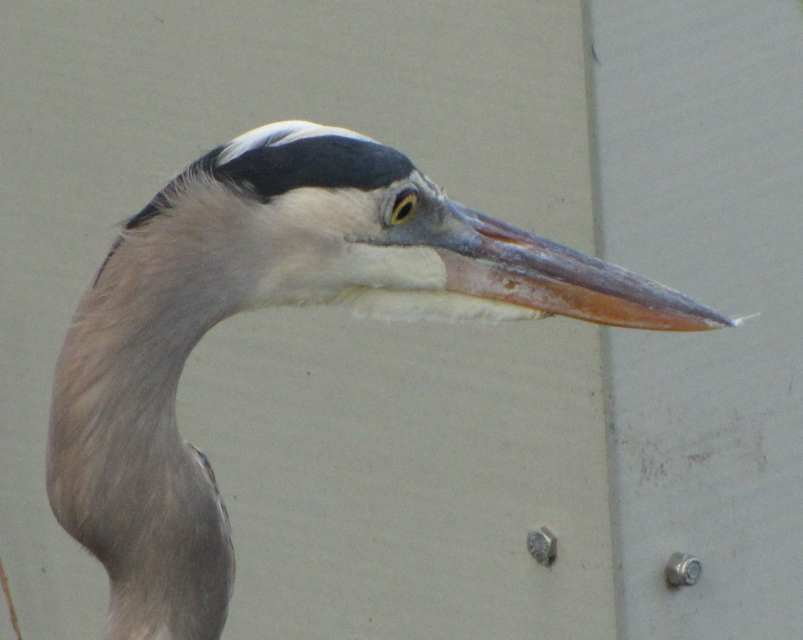 How to Identify Florida Waterbirds (With Photos and Videos) - HubPages