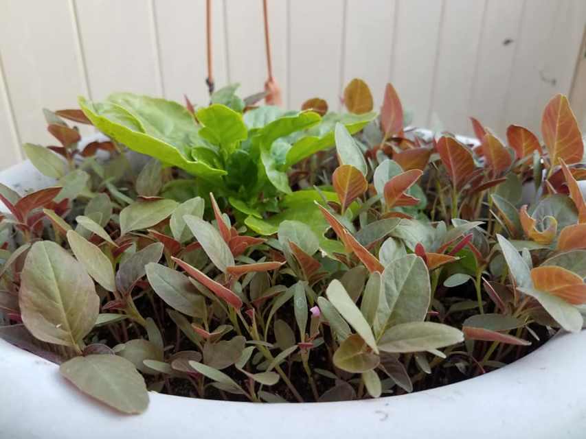 Growing Green Amaranth, Kalunay or Ptee in a Container - HubPages