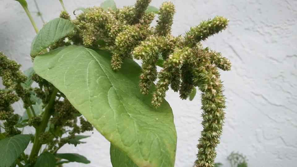 Growing Green Amaranth, Kalunay or Ptee in a Container - HubPages