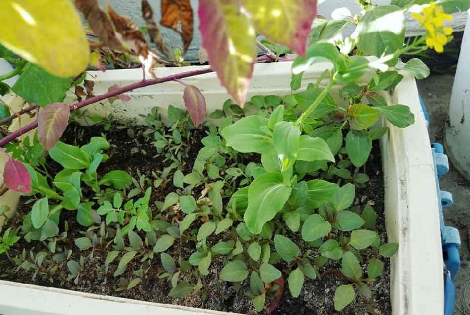 Growing Green Amaranth, Kalunay or Ptee in a Container - HubPages