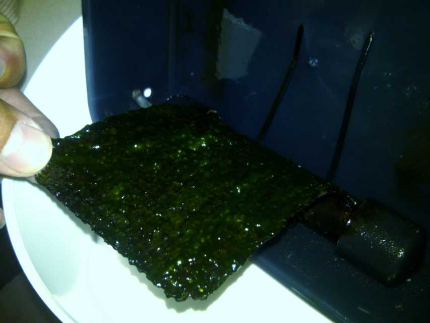 (UAS) DIY Freshwater Up-flow Algae Scrubber #algaescrubber - HubPages