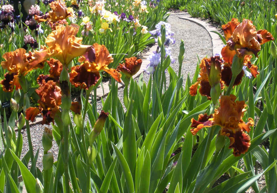 Burnt Orange or Rust Colored Flowers - A Gallery of Fall Colored ...