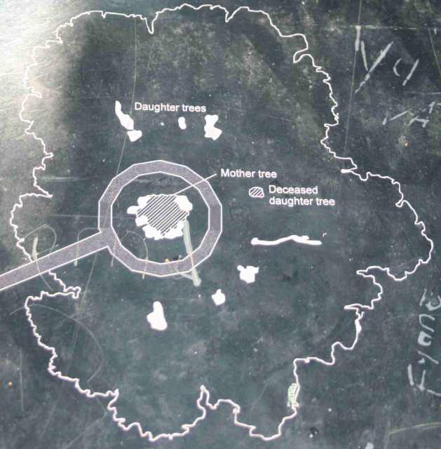Wonderboom - Pretoria's 1000-year-old wonder tree - HubPages
