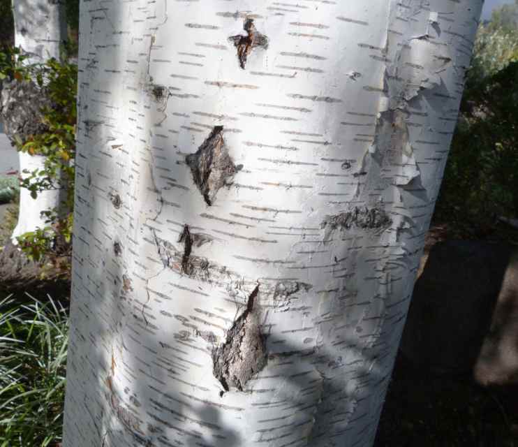 Cutleaf Weeping Birch Trees - HubPages