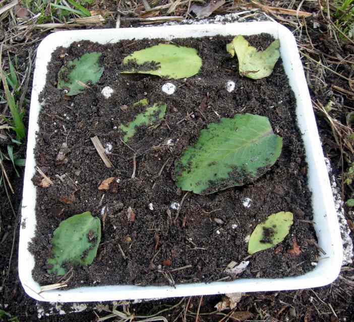 How to Plant Leaf of Life: Propagation From Just One Leaf - HubPages