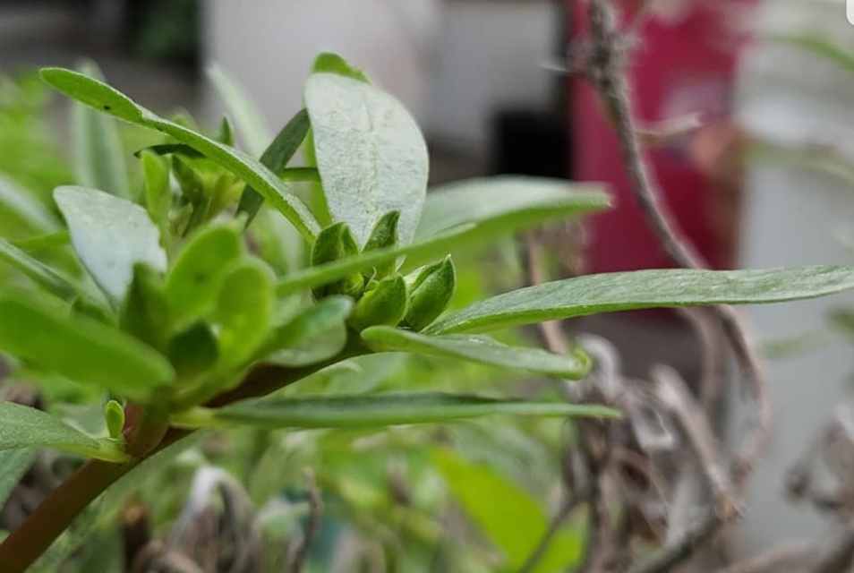 Purslane or Ulasiman (Portulaca Olearacea) An Edible Weed - HubPages