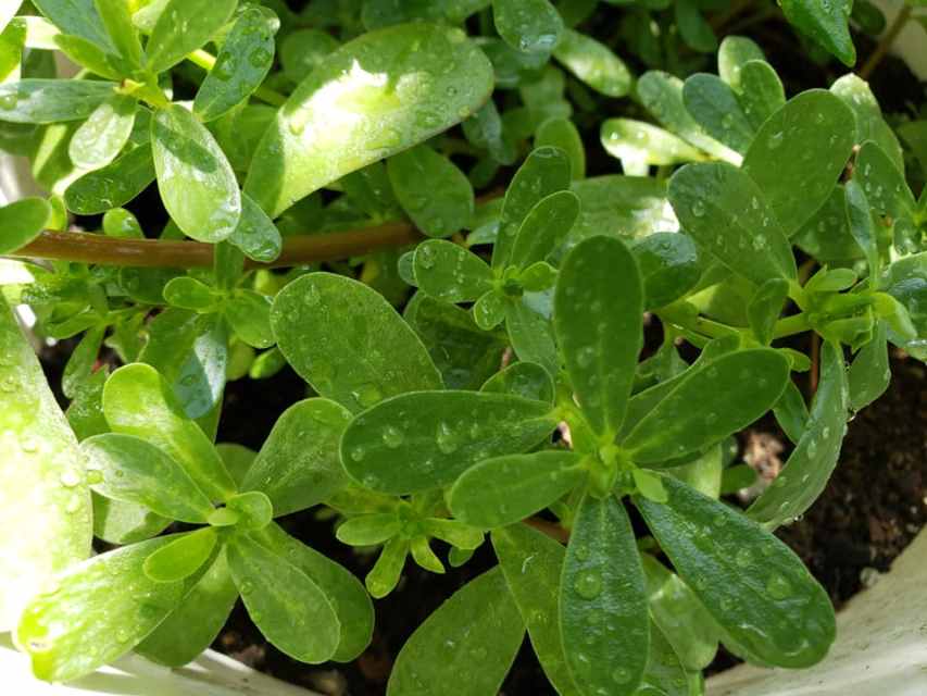 Purslane or Ulasiman (Portulaca Olearacea) An Edible Weed - HubPages