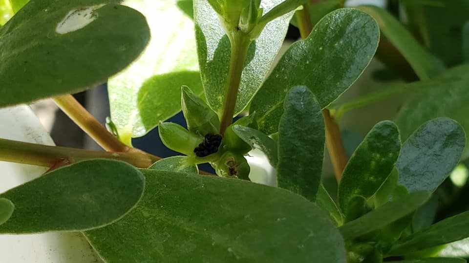 Purslane or Ulasiman (Portulaca Olearacea) An Edible Weed - HubPages