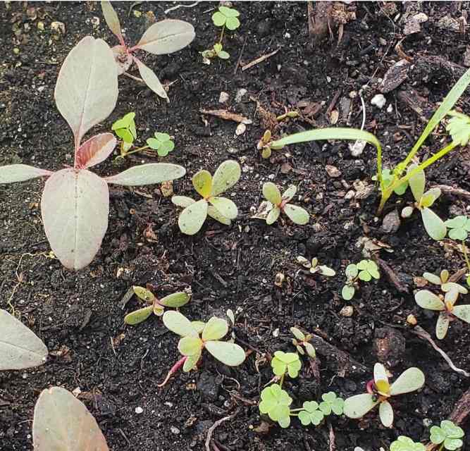 Purslane or Ulasiman (Portulaca Olearacea) An Edible Weed - HubPages