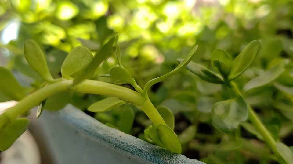 Bacopa Monniere - Papait, Brahmi or Waterhyssop - HubPages
