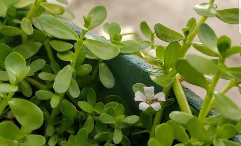 Bacopa Monniere - Papait, Brahmi or Waterhyssop - HubPages