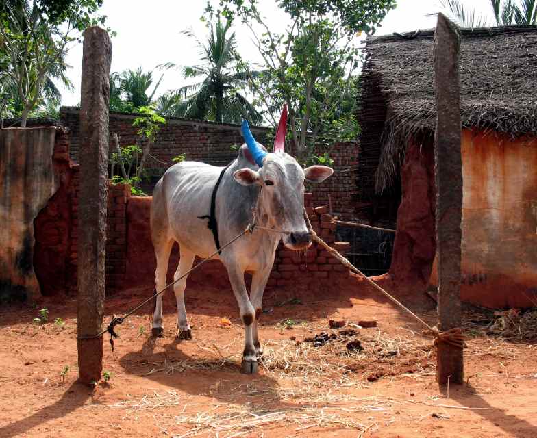 Pongal Festival - the Harvest Festival of Tamil Nadu - Festivals of ...
