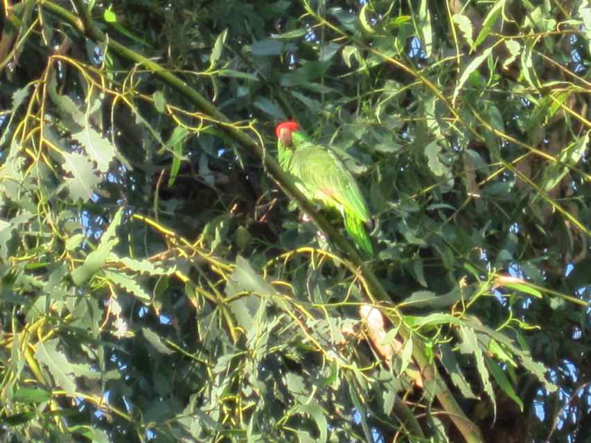 Wild Parrots of Southern California: Red-Crowned Parrots - HubPages